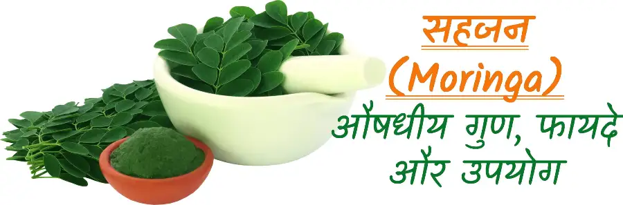 सहजन के फायदे इन हिंदी (Moringa powder health benefits in hindi) - Ayur ...